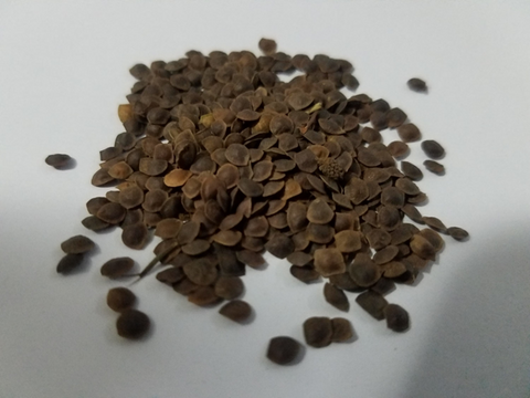 Persian Silk Tree From Seed: Scarify, Soak, and Succeed (Without ...