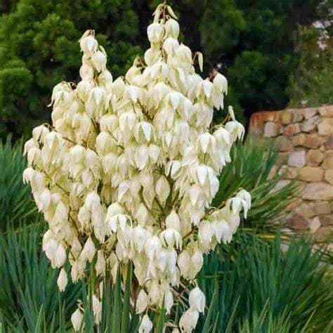 2 pack x 100 seeds Yucca baccata seeds for Planting datil yucca banana ...