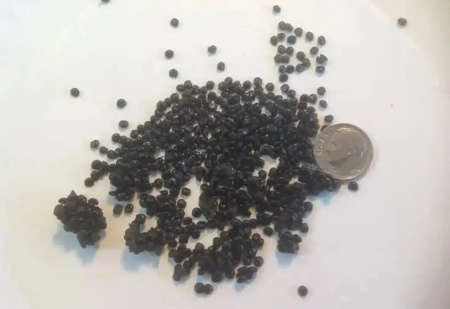 Plant American Pokeweed Seeds Phytolacca Seeds for ink