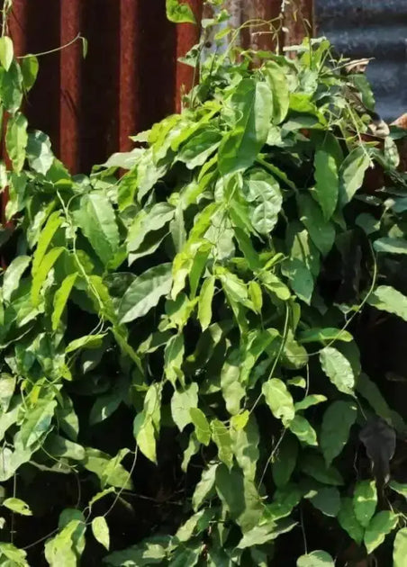 Green Grass Jelly Plant Seeds 70 seeds x 4 pack Cyclea barbata Suong Sam