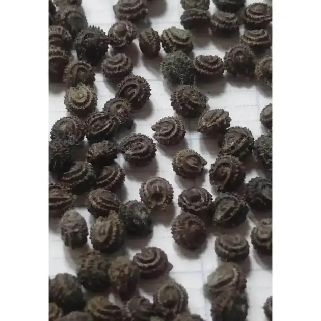 Green Grass Jelly Plant Seeds 70 seeds x 4 pack Cyclea barbata Suong Sam