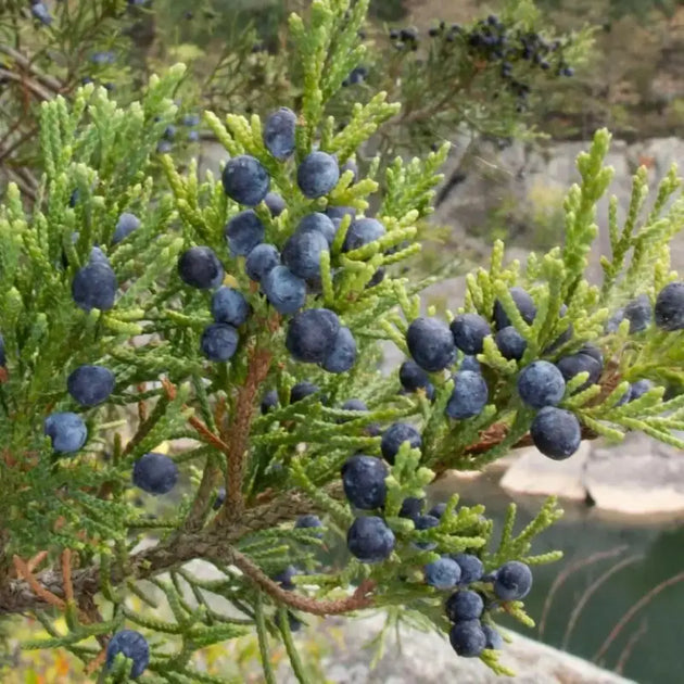 Eastern Red Cedar Seeds Juniperus Virginiana Eastern Juniper Tree Seed