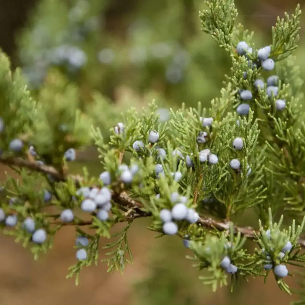 Eastern Red Cedar Seeds Juniperus Virginiana Eastern Juniper Tree Seed