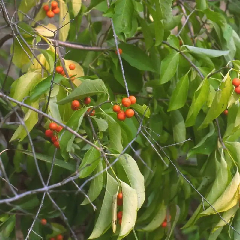 American Bittersweet (Celastrus scandens): native vine, sunrise-orange ...