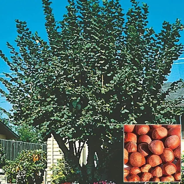 American Hazelnut Tree Seeds 45 seeds