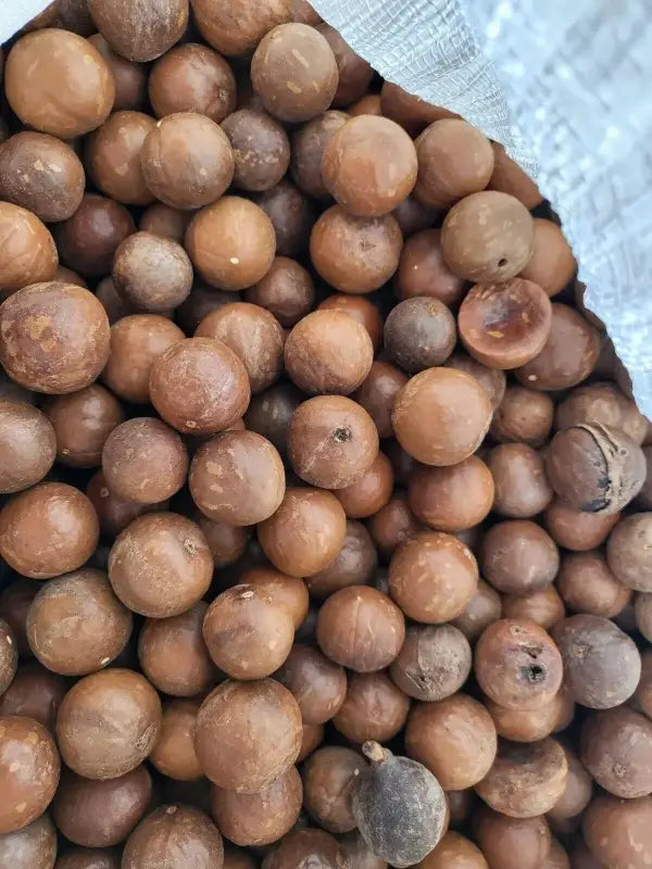 Macadamia Nuts for planting Queensland nut bush nut maroochi nut Seed