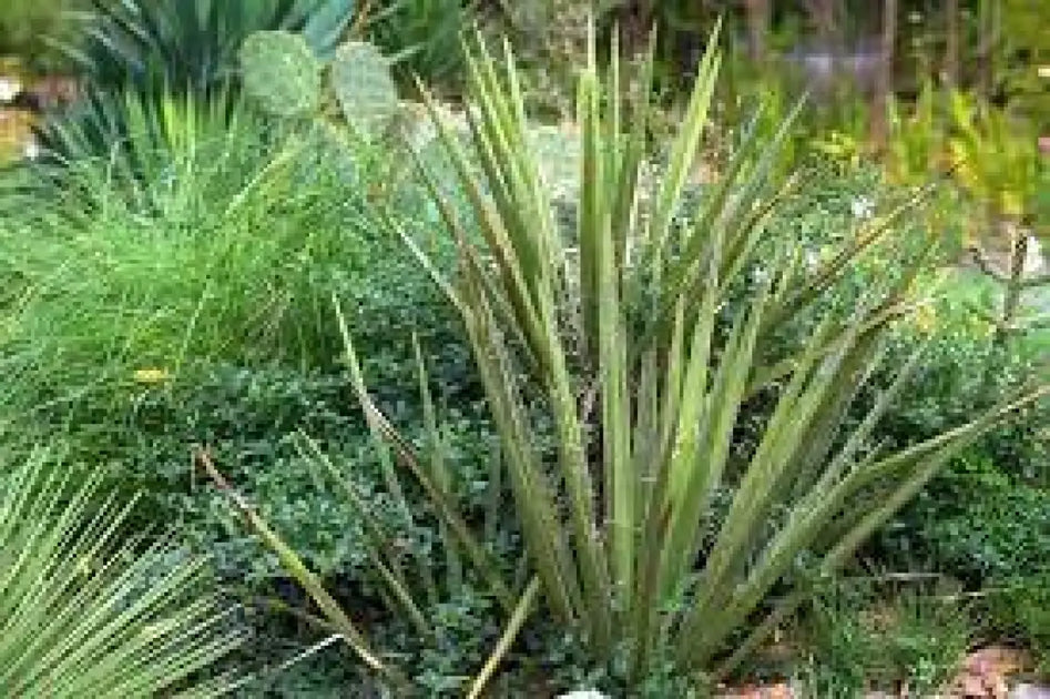 30 Yucca Baccata Seeds Hardy Evergreen Banana Yucca Edible Ornamental
