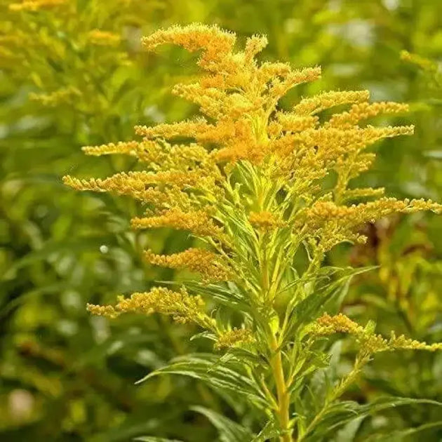 4000 seeds Canada Goldenrod (Solidago lepida) from Seed: sun-fed plumes ...
