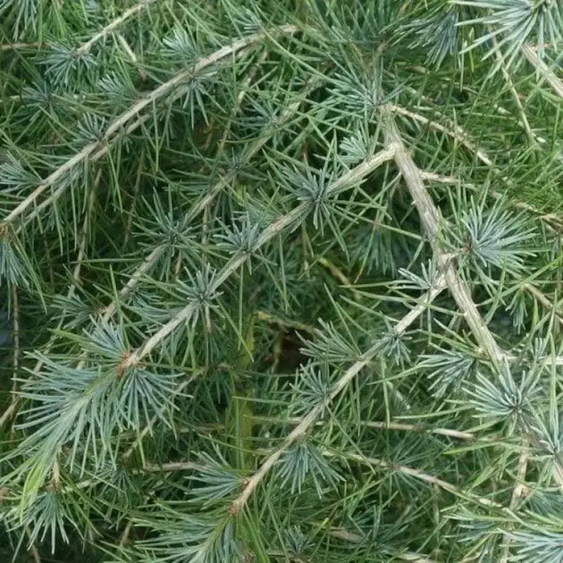 15 Cedrus Tree Seeds: Diverse Cedar Varieties for Evergreen Gardens
