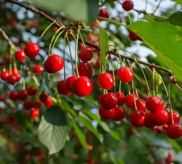 Cherry Trees: Chilling Hours Required - 15 seeds for planting Lush ...