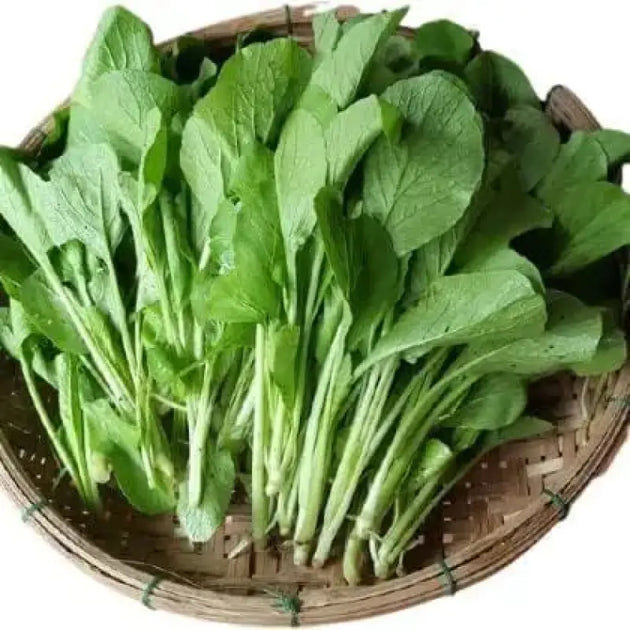 Choy Sum Seeds 3 pack x 2000 seeds Brassica Integrifolia Gunsho Asian ...