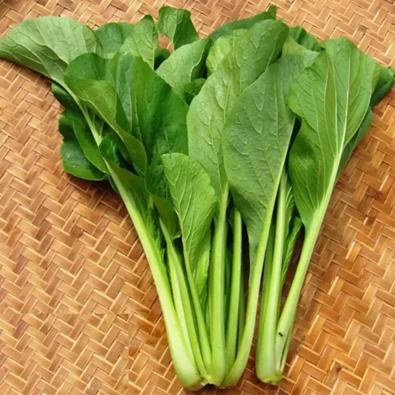 Choy Sum Seeds 3 pack x 2000 seeds Brassica Integrifolia Gunsho Asian ...