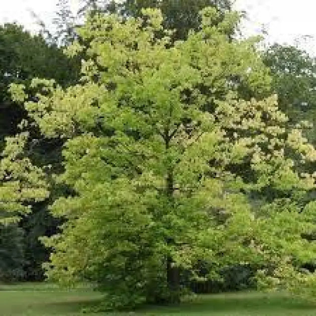 30 Common Hackberry Tree Seeds Celtis Occidentalis For Diverse Gardens