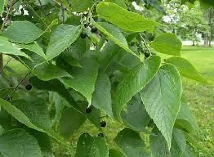 30 Common Hackberry Tree Seeds Celtis Occidentalis For Diverse Gardens