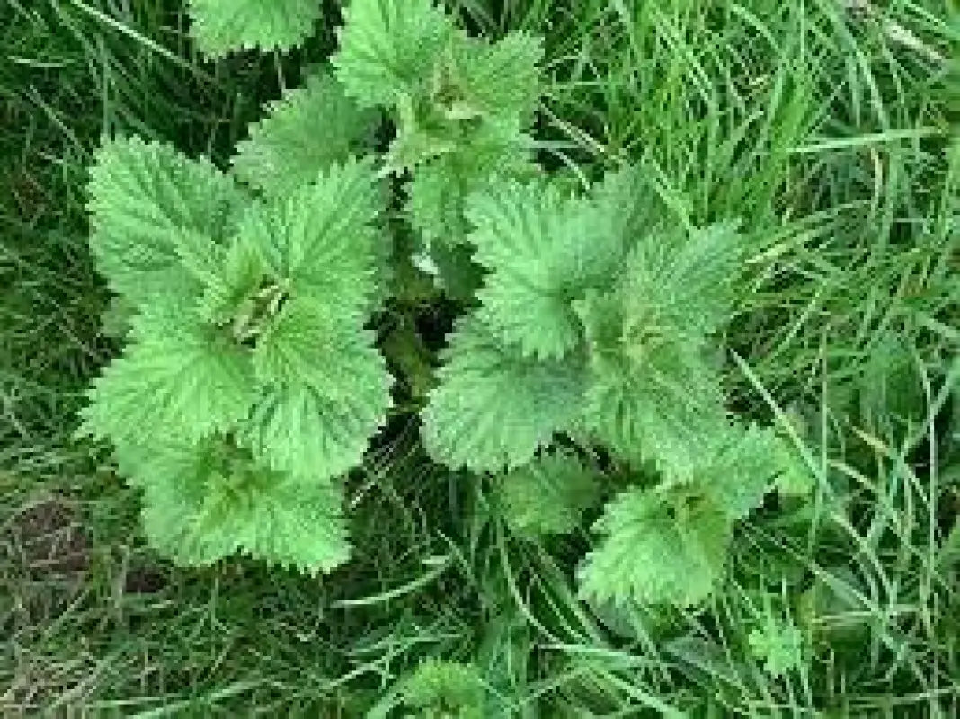 Common Nettle: Herbaceous Perennial Plant Stinging Nettle Seeds 400 ...