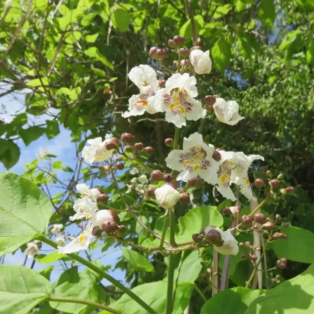Cultivating Catalpa Tree seeds 4 pack x 70 Seeds Cigar Tree Seeds for ...
