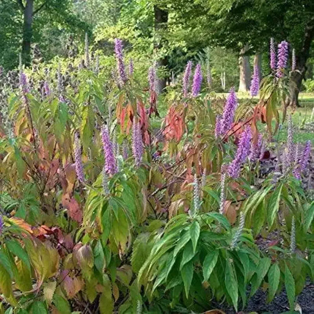 1000 Vietnamese Lemon Balm (Kinh Gioi) Seeds | Elsholtzia Ciliata seed