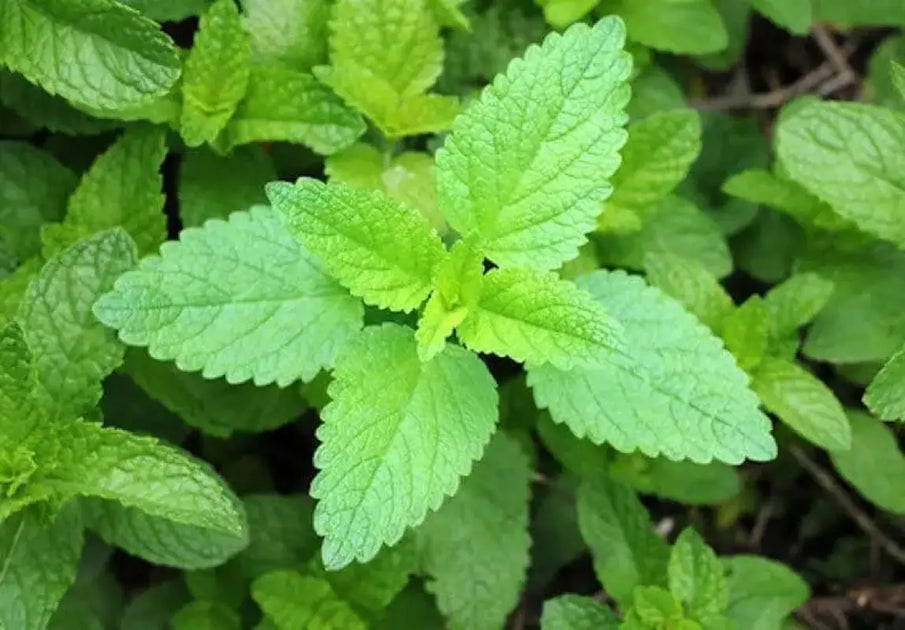 1000 Vietnamese Lemon Balm (Kinh Gioi) Seeds | Elsholtzia Ciliata seed