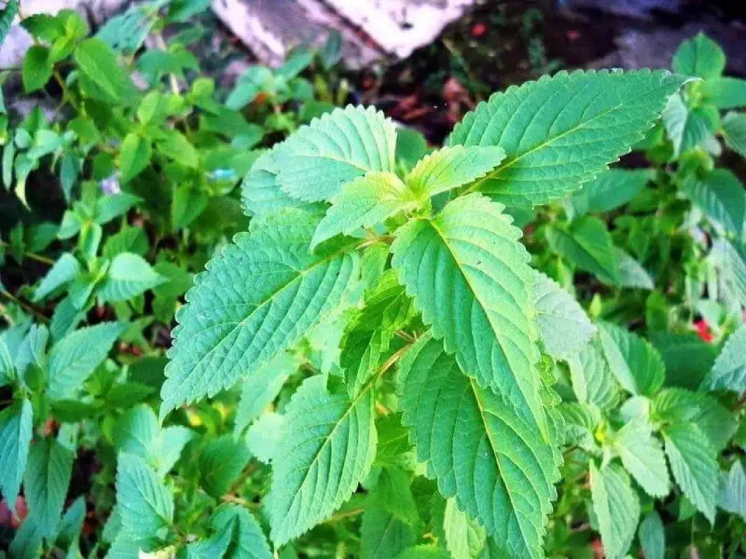 Cultivating Vietnamese Lemon Balm Kinh Gioi Seeds Elsholtzia Ciliata ...