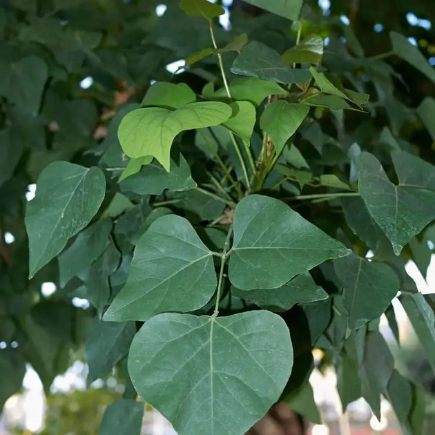 Discovering the Benefits of Erythrina orientalis Leaves 100 gram