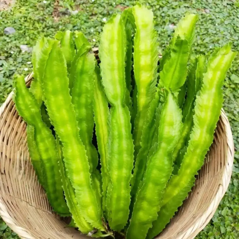Dragon Bean Seeds 2 pack x 100 seeds dau rong winged bean seeds for ...
