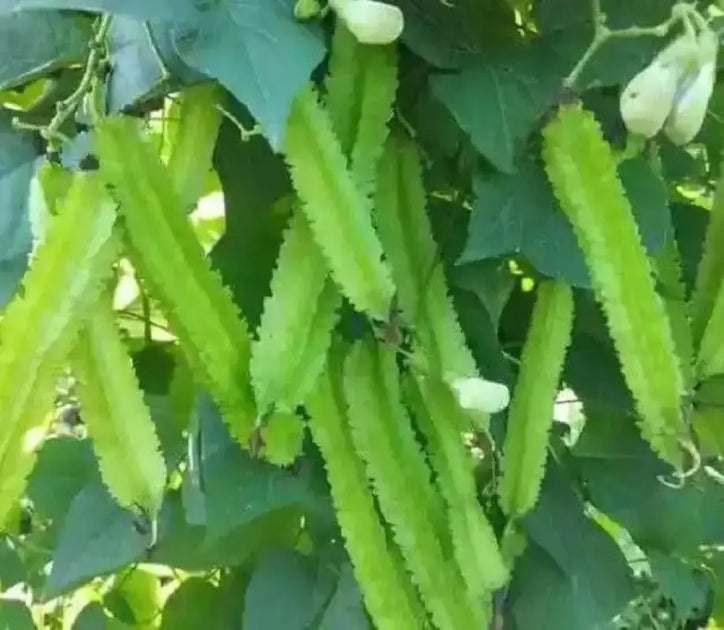 2 pack x Dragon Bean Seeds: 100 seeds Winged Beans Four Angled Bean Dau ...