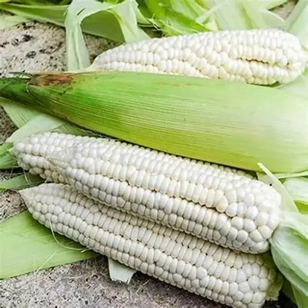 Waxy Corn Seeds Sticky Corn Seeds for Planting Bap NEP Deo Sweet Corn