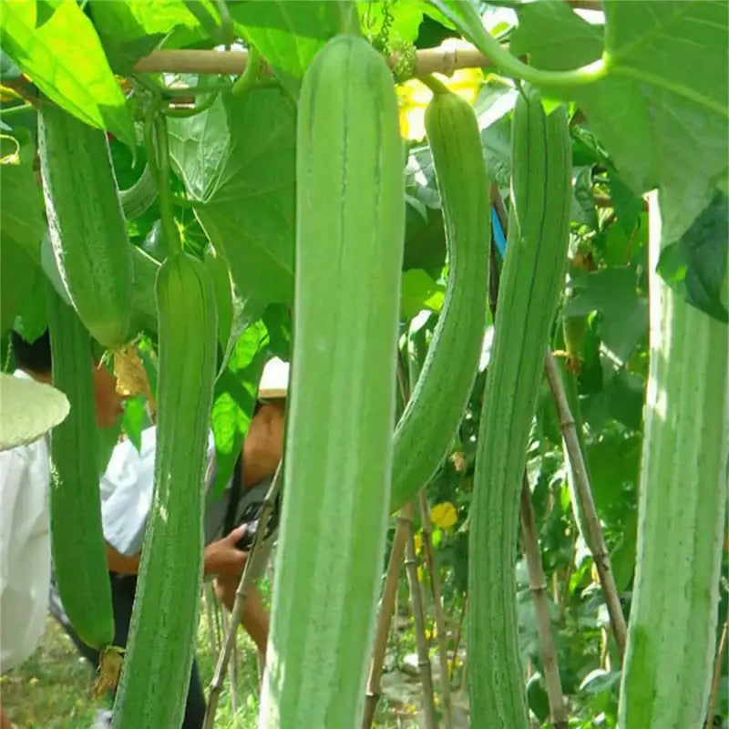 Luffa Sponge Gourd seeds (Luffa aegyptiaca / L. cylindrica) from Seed ...