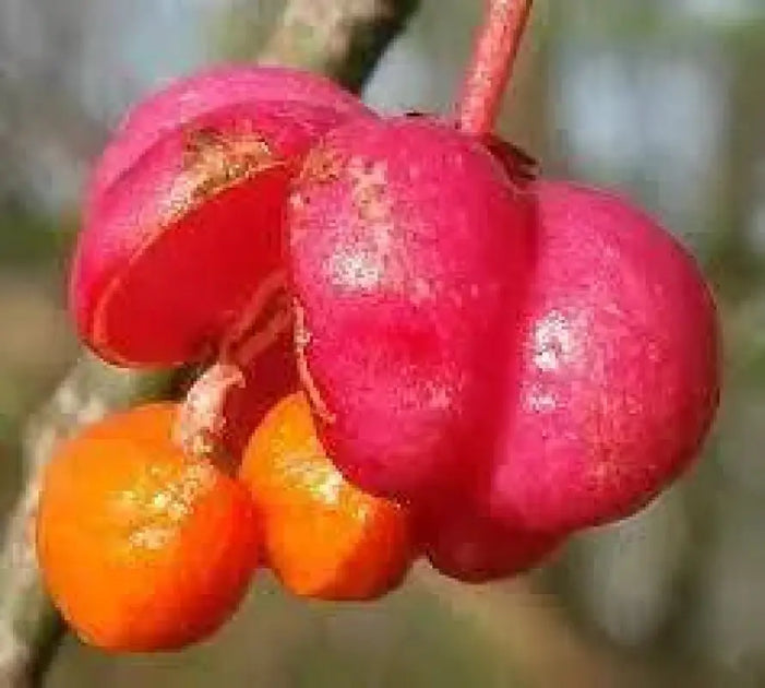 Euonymus japonicus Growing Instructions 50 Silver King Euonymus for ...