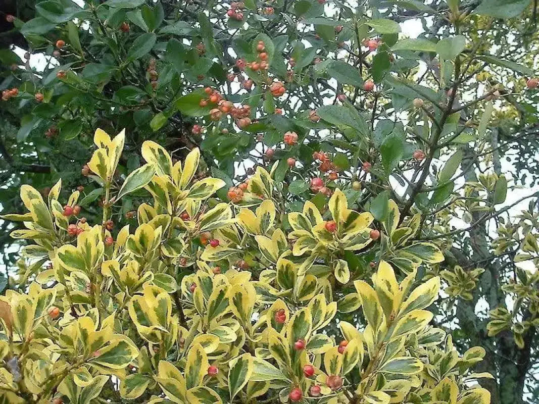 Euonymus japonicus Growing Instructions 50 Silver King Euonymus for ...