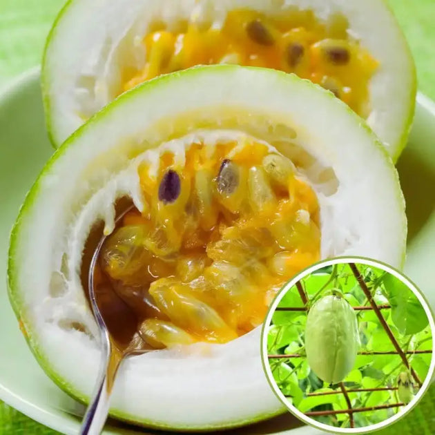 3 pack x 60 seeds Giant Granadilla Seeds Badea fruit passionfruit Plant ...