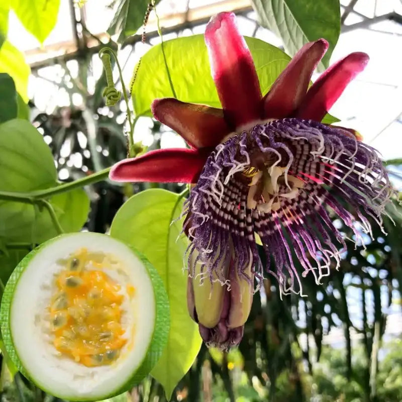 3 pack x 60 seeds Giant Granadilla Seeds Badea fruit passionfruit Plant ...