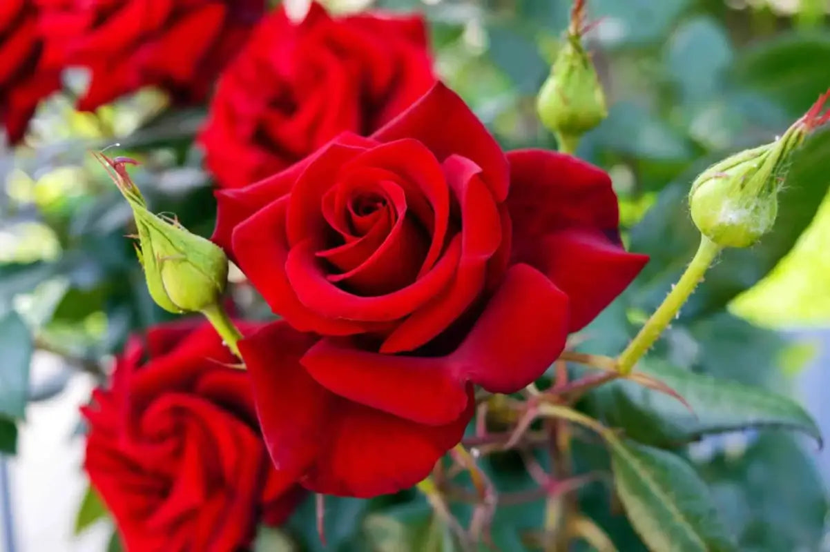 5 pack x Rose Seeds 200 seeds for planting