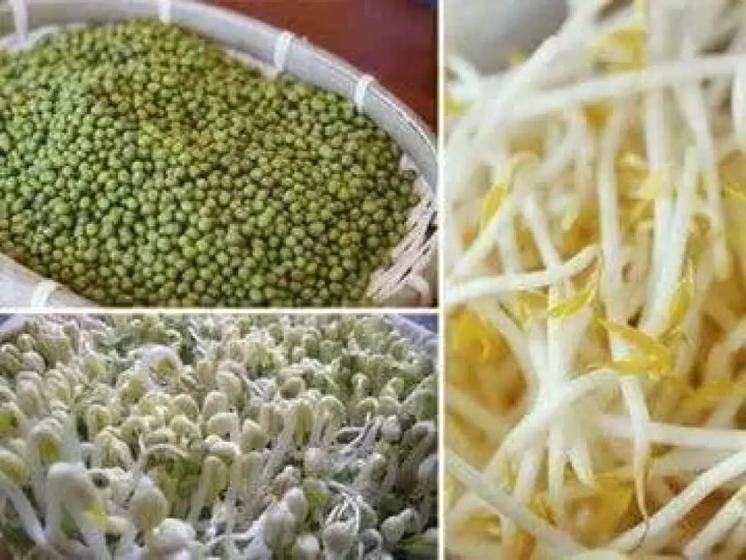 2000 Mung Bean Sprout Seeds - Green Gram, Maash, Moong, Monggo, Munggo