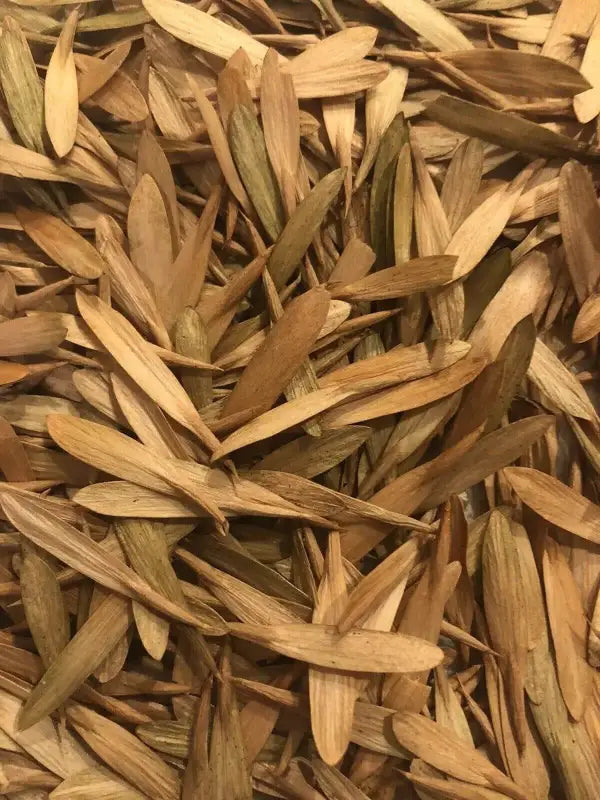 Fraxinus - Genus of Flowering Trees 20 Green Ash Seeds for Shade, Wood