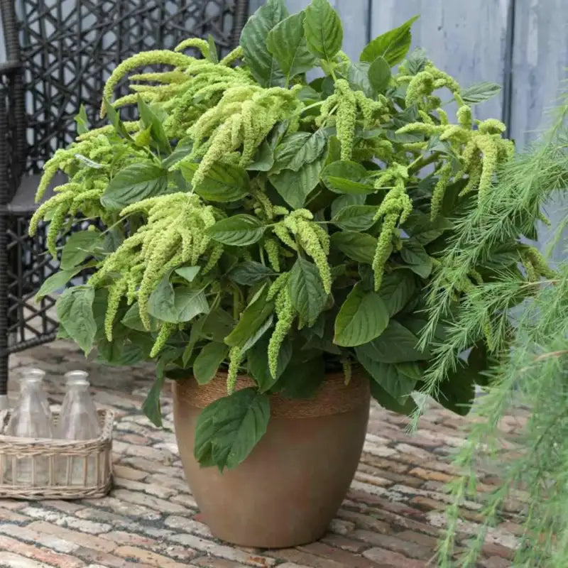 Green Amaranth Seeds Rau Den Xanh Yin Choi Callaloo Thotakura 2000 ...