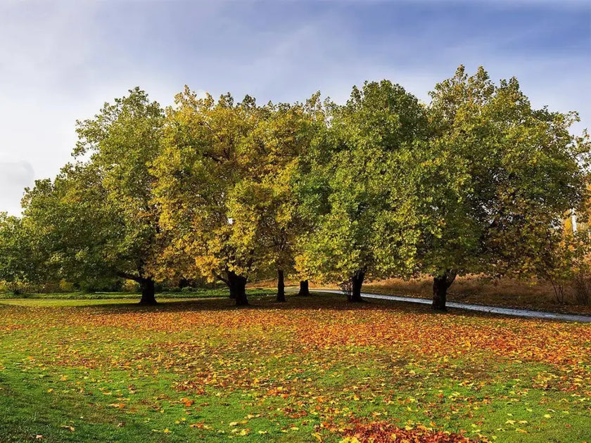 5 pack x 30 Boxelder Maple Seeds Acer Negundo Planting Manitoba Maple Seeds