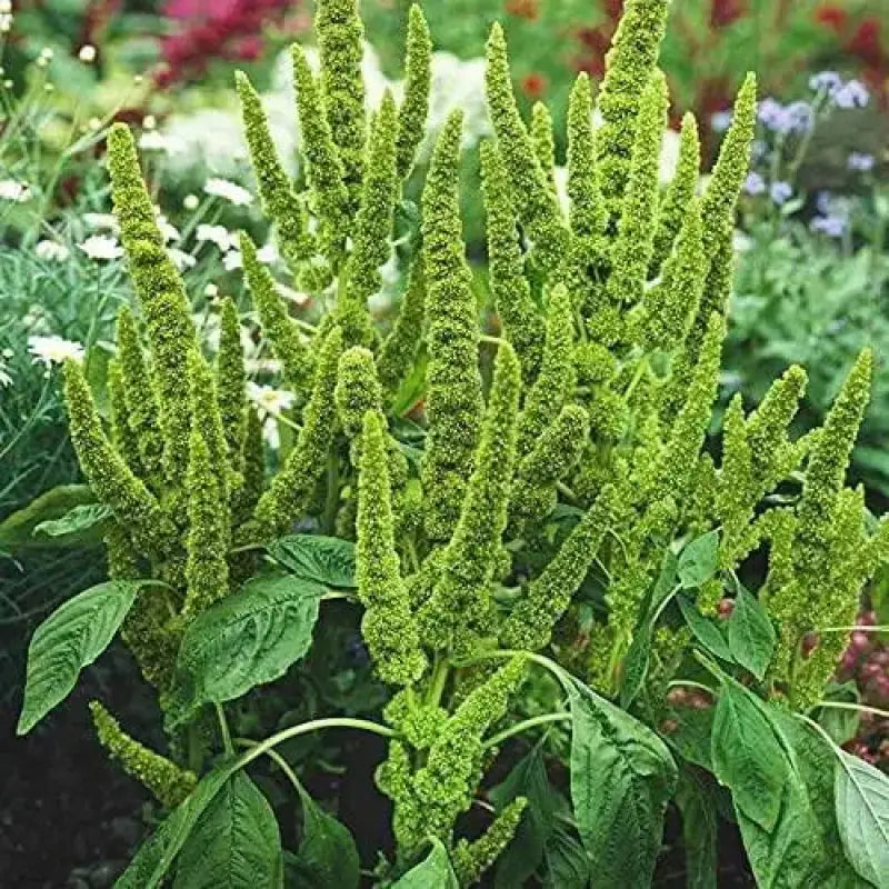 Growing 2500 Green Amaranth seeds: The Story of a Tropical Plant Rau ...