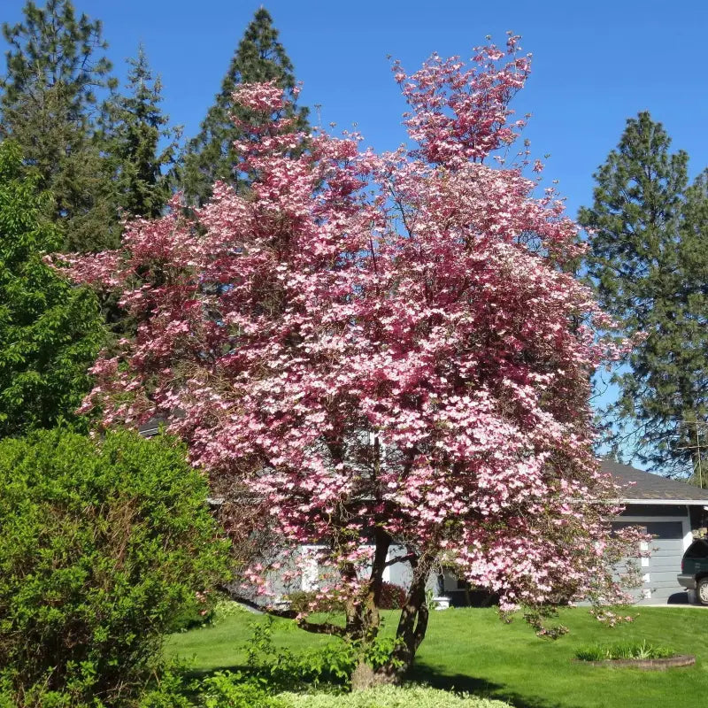 Growing Pink Dogwood Trees: A Complete Guide - 50 seeds for planting