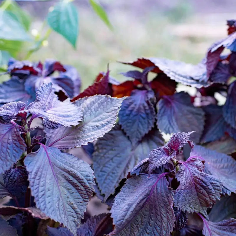 4 pack x 800 shiso Seeds Growing Shiso: A Flavorful Japanese Herb ...