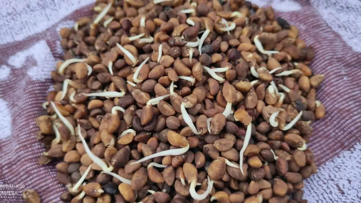 2500 Kang Kong Seed Rau muong Ong Choy Seeds Kong Xin CAI Water spinach ...