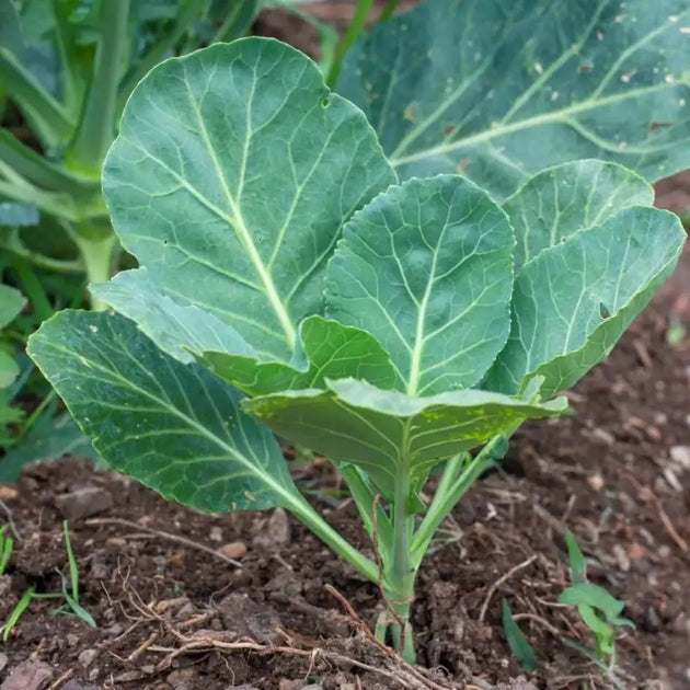 Collard Green Seeds for Planting Georgia Southern or Giant Champion ...