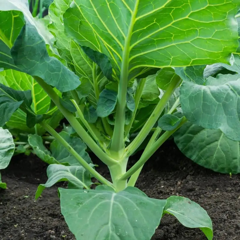 Collard Green Seeds for Planting Georgia Southern or Giant Champion ...