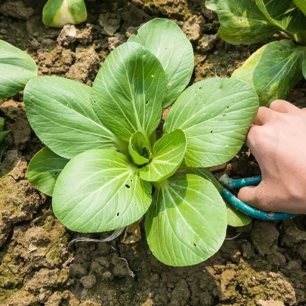 3 pack x 1500 Green Bok Choy Seeds Sweet Chinese Cabbage Easy to Grow seeds