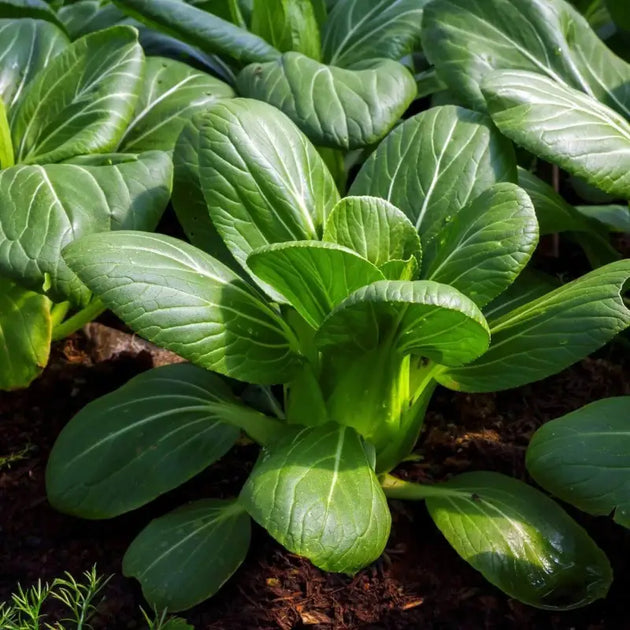 3 pack x 1500 Green Bok Choy Seeds Sweet Chinese Cabbage Easy to Grow seeds
