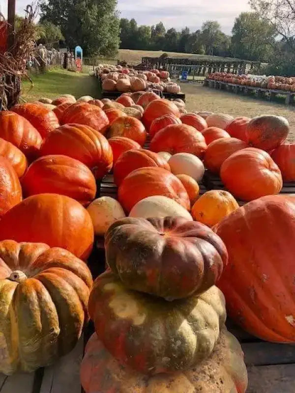 4 pack x 100 Large Pumpkin Seeds - Sweet Winter Squash for Garden Planting