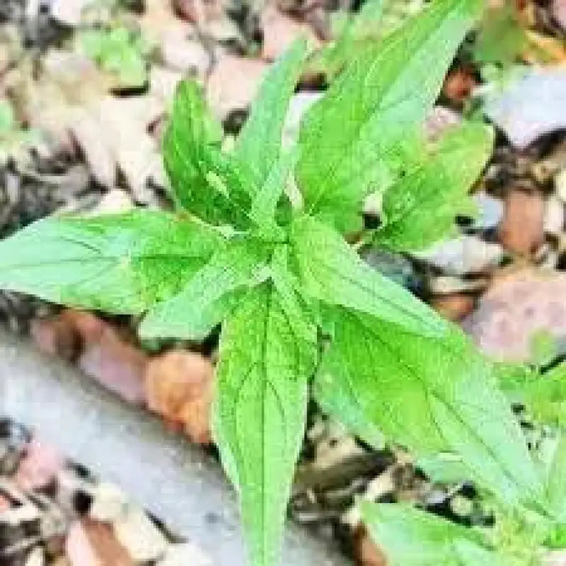 4 pack x 100 Pennsylvania Pellitory Plant Seeds Parietaria pensylvanica ...