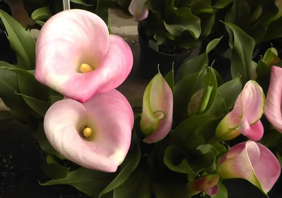 Pink Arum Lily Seeds 20 Zantedeschia aethiopica Flower Seeds Calla