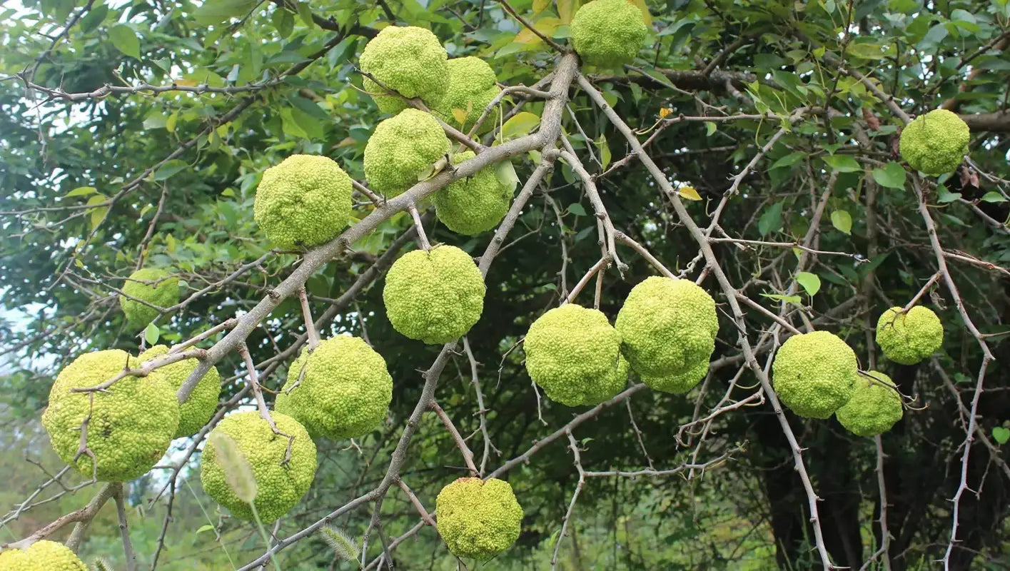 200 Osage Orange Tree Seeds - Maclura Pomifera Seeds Osage Apple Seeds