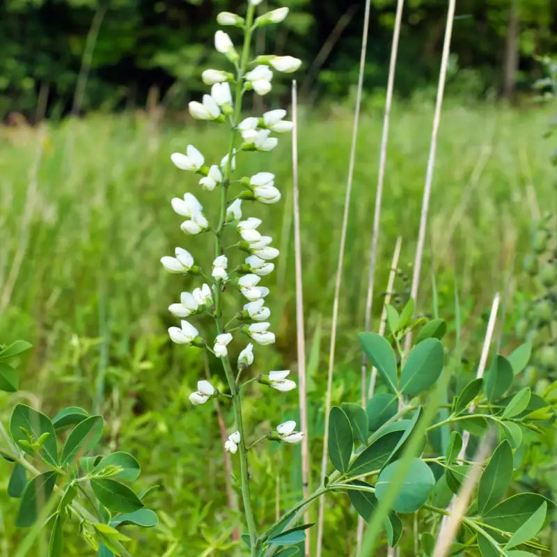 3 pack x 100 White Wild Indigo Seeds Non-GMO Baptisia Alba Garden ...
